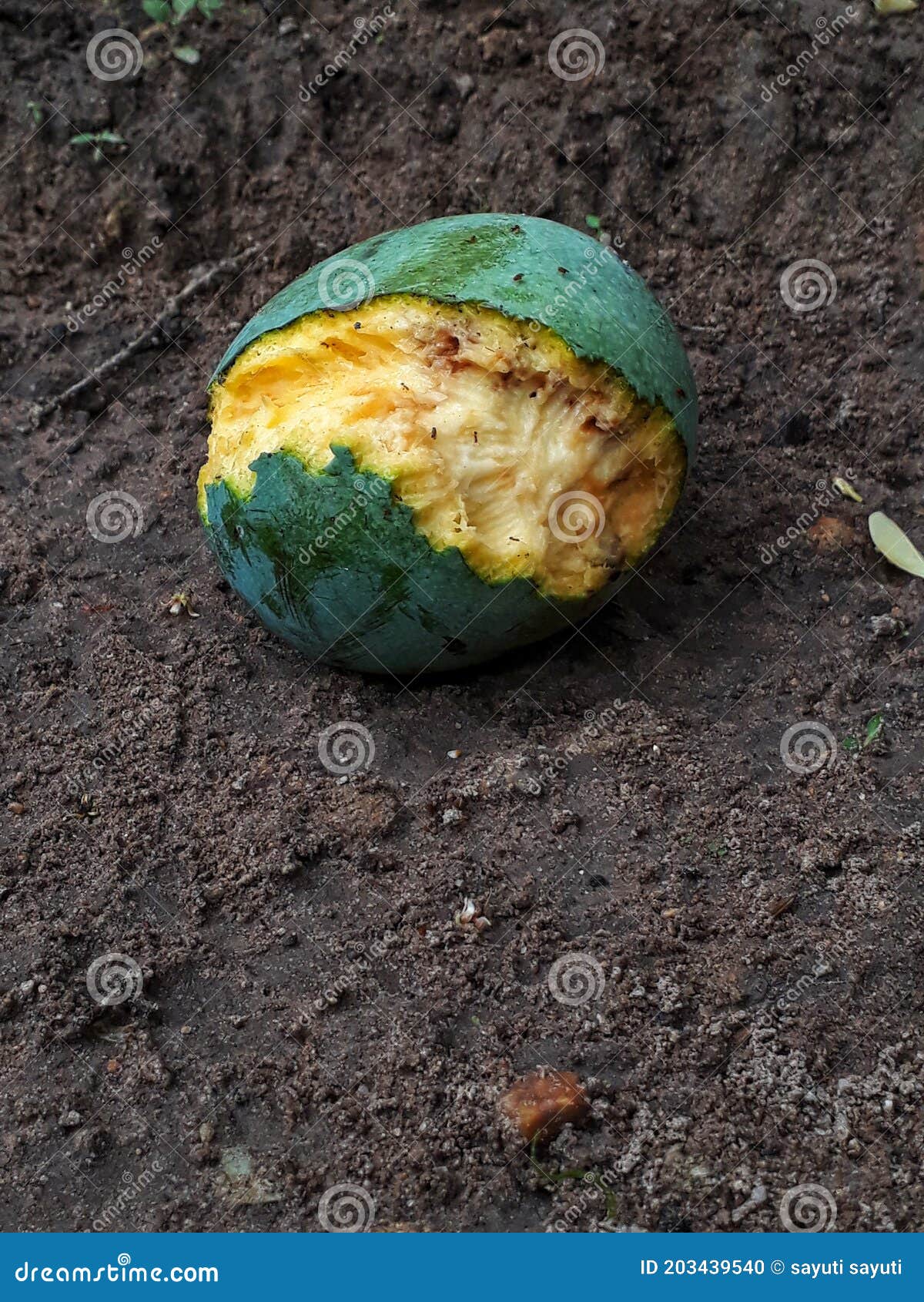 Mango been eaten stock photo. Image of fruits, mango - 203439540