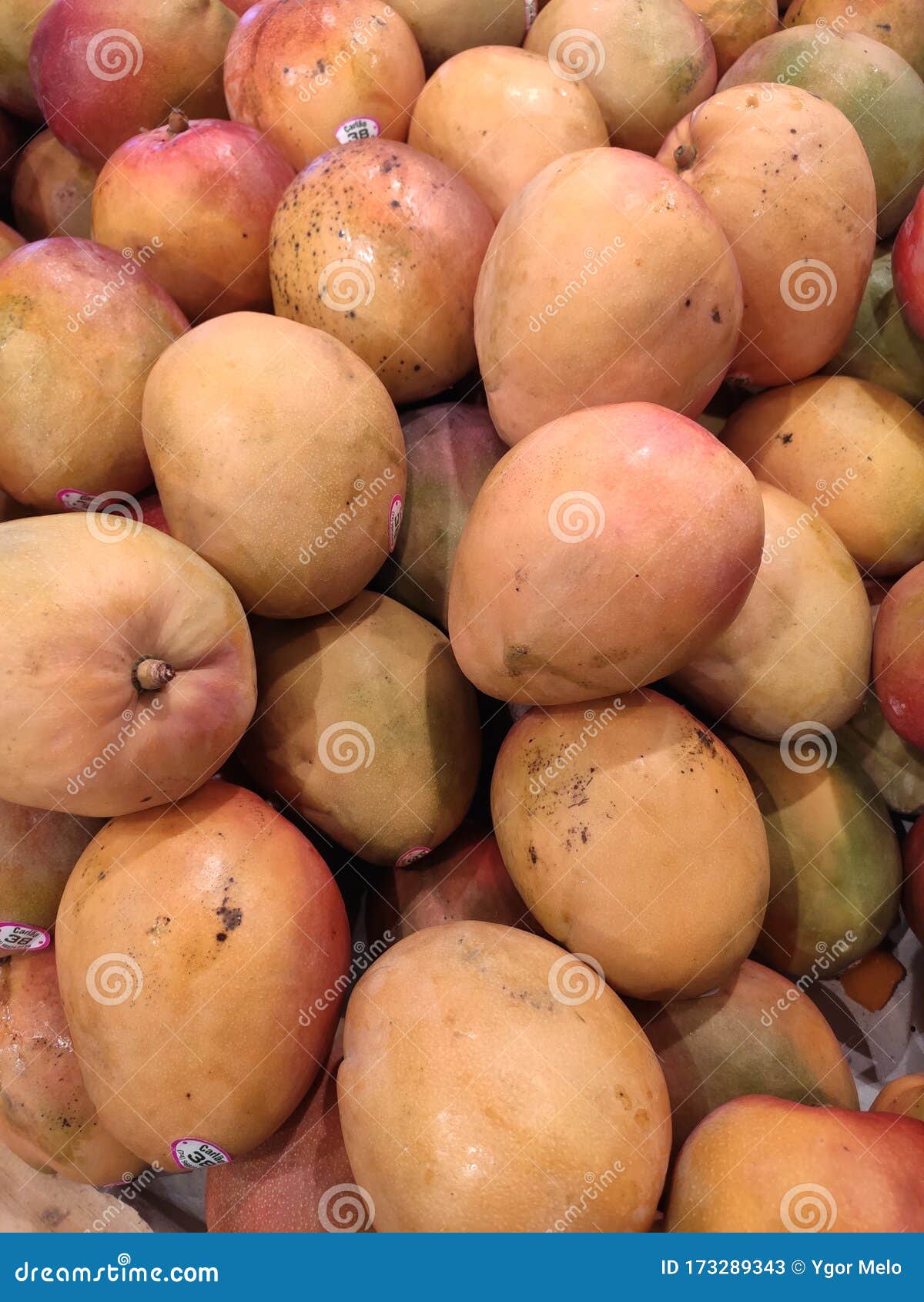 Mango stock image. Image of mango, beautiful, food, delicious - 173289343