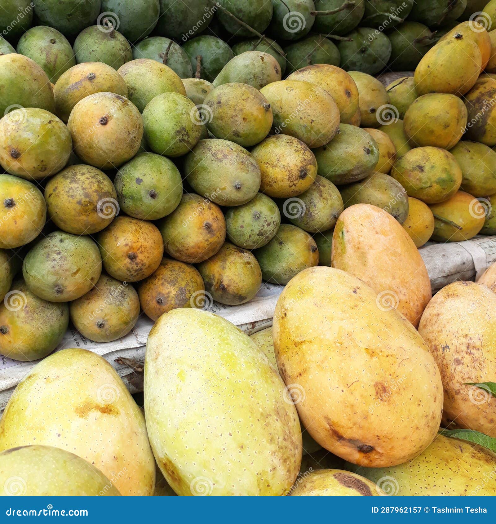 A Mango is an Edible Stone Fruit Produced by the Tropical Tree ...