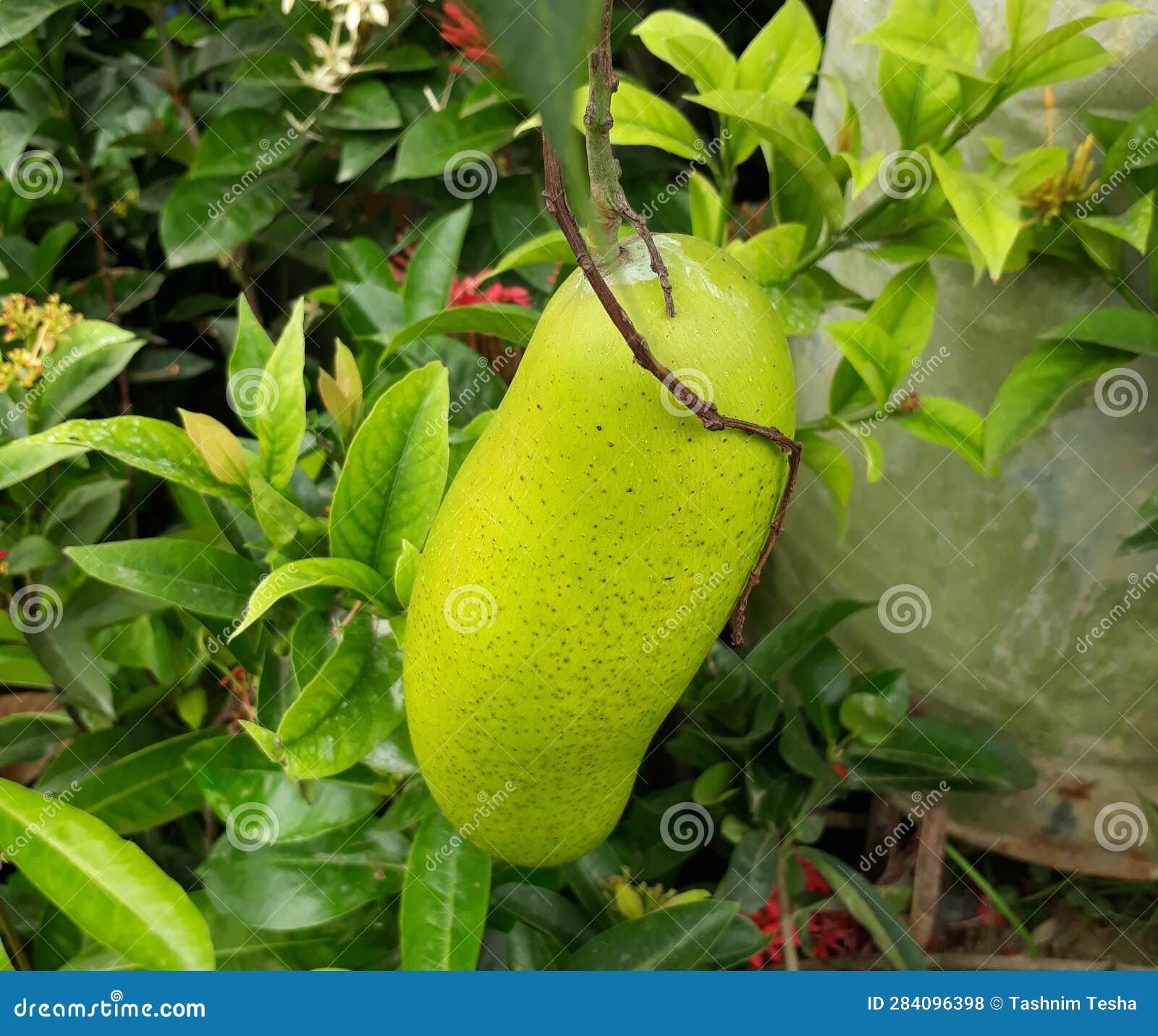 A Mango is an Edible Stone Fruit Produced by the Tropical Tree ...