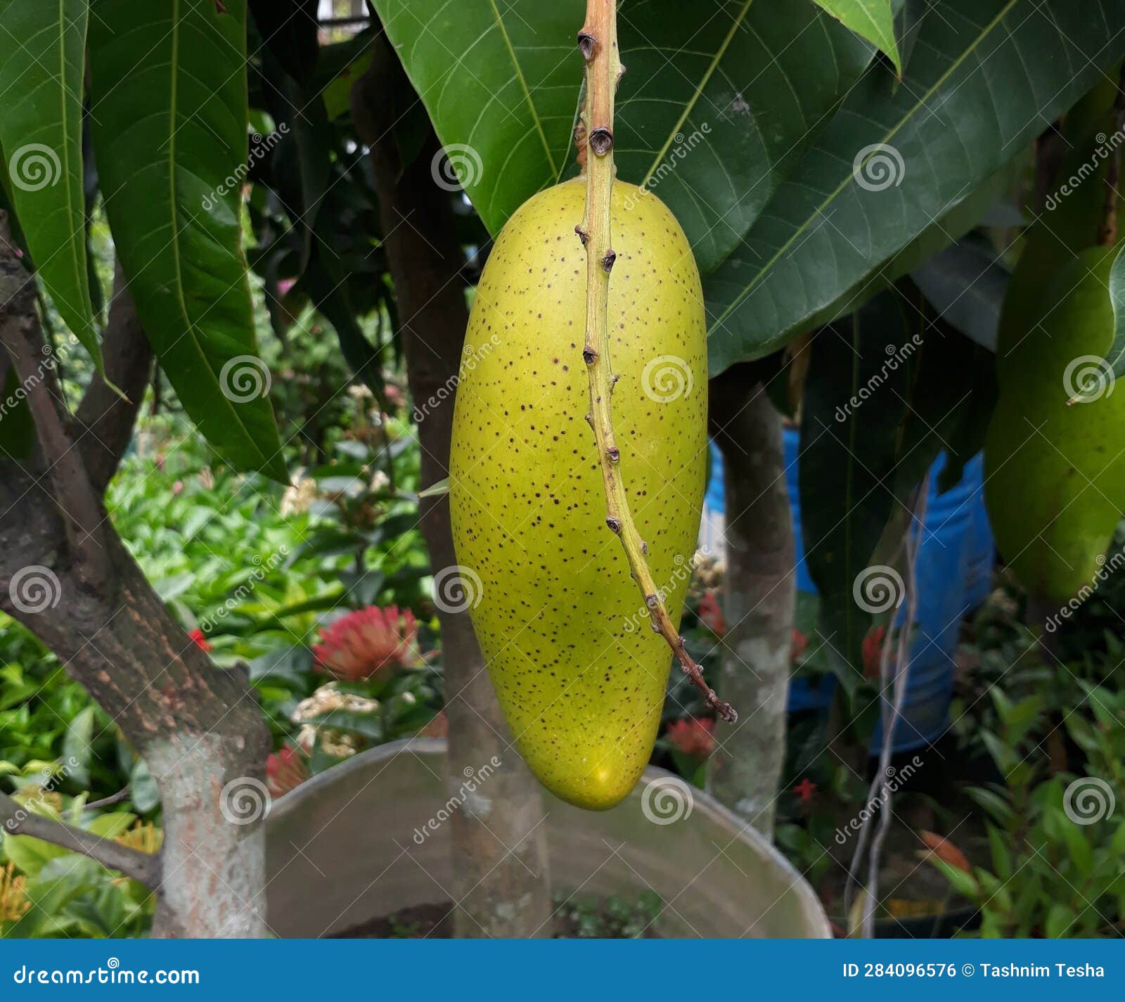 A Mango is an Edible Stone Fruit Produced by the Tropical Tree ...