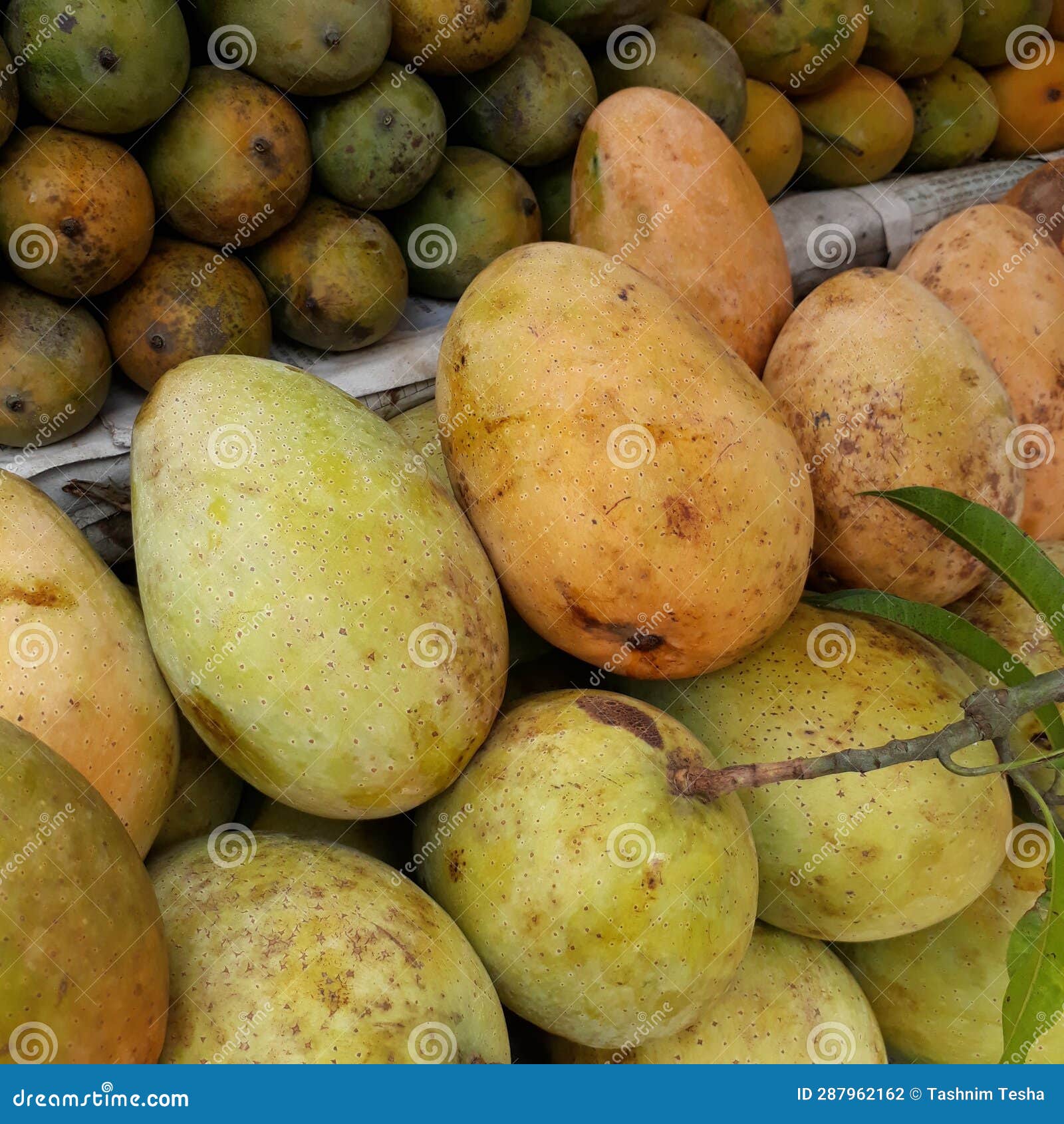 A Mango is an Edible Stone Fruit Produced by the Tropical Tree ...