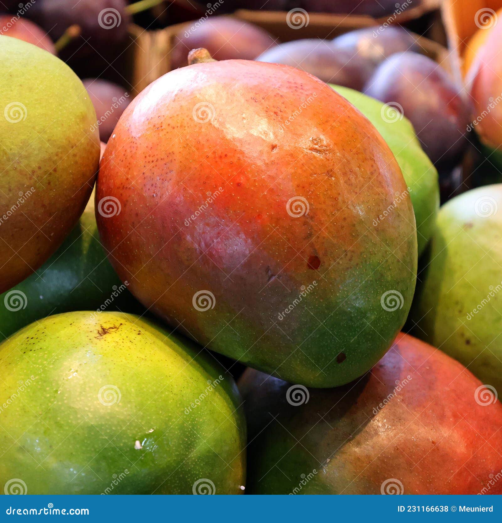 A Mango is an Edible Stone Fruit Produced by the Tropical Tree ...