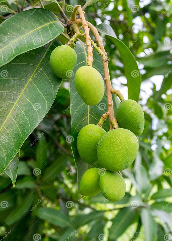 Mango en árbol foto de archivo. Imagen de primer, humano - 35635776
