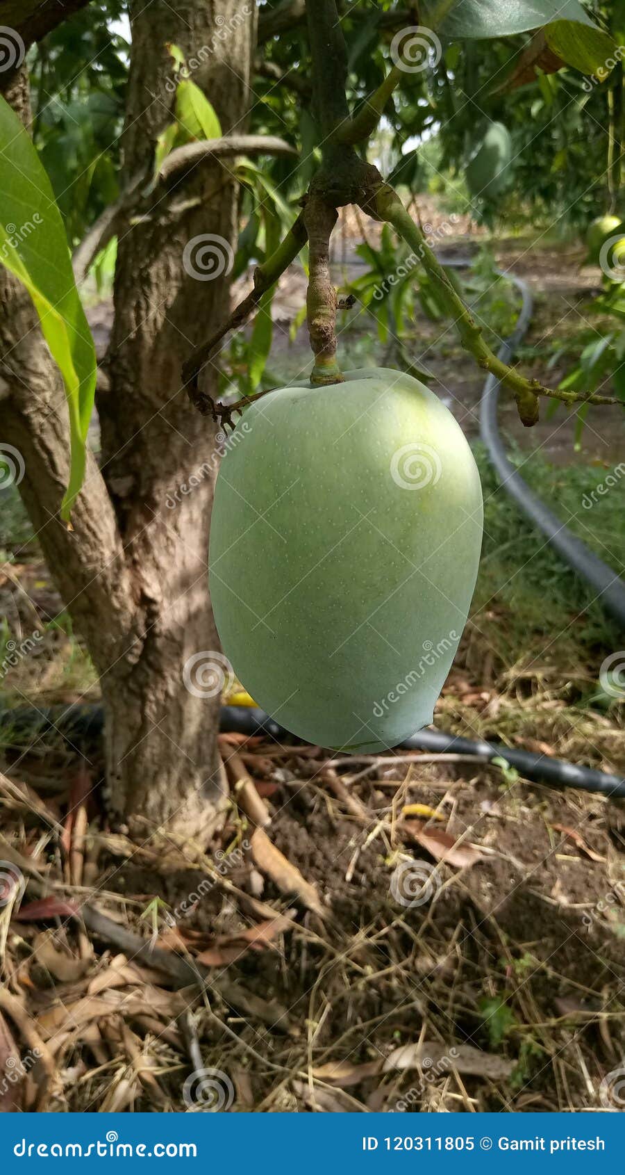 Mango stock image. Image of mango, start, seoson, mangoes - 120311805