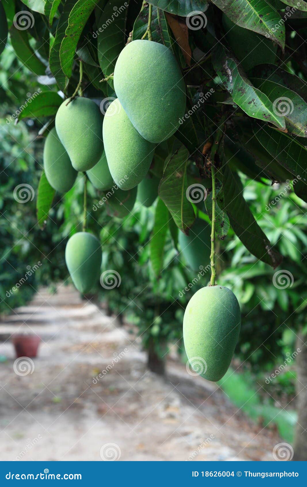 Mango farm stock photo. Image of summer, food, hang, diet - 18626004