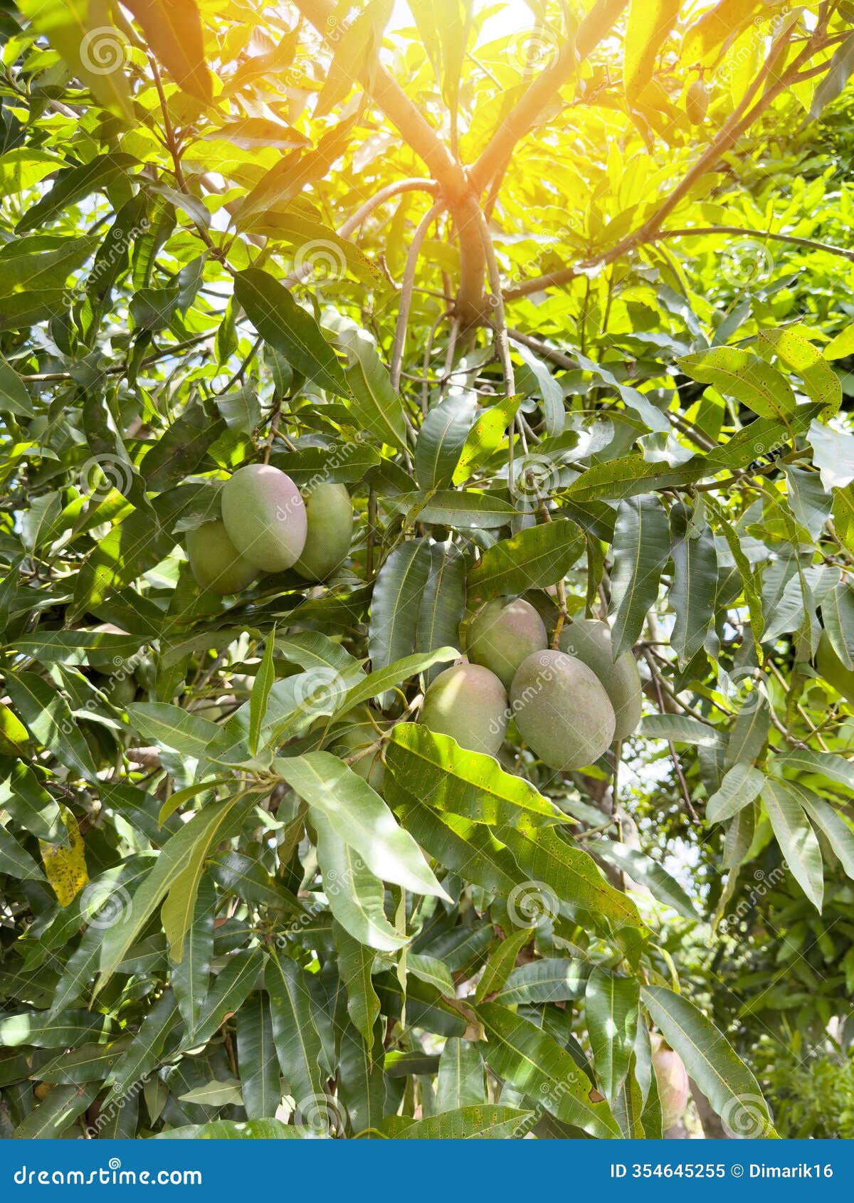 Mango farm background stock image. Image of closeup - 354645255