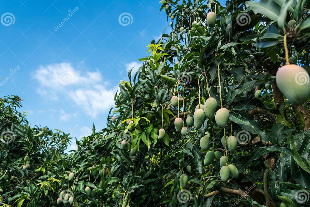 Mango farm stock photo. Image of nature, branch, organic - 97460266