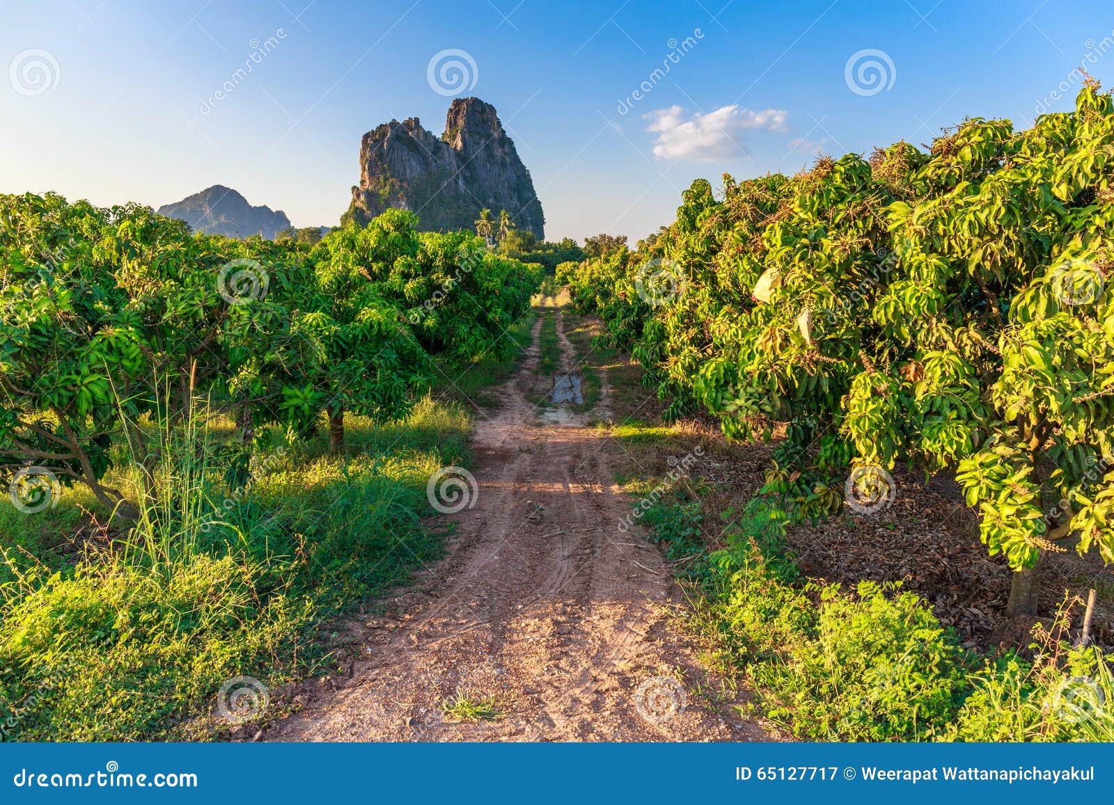 Mango Farm stock image. Image of mango, plantation, product - 65127717