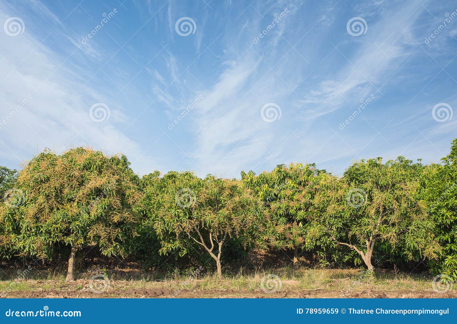 Mango Field,mango Farm Blue Sky Background ,retouching By Adding Sky ...