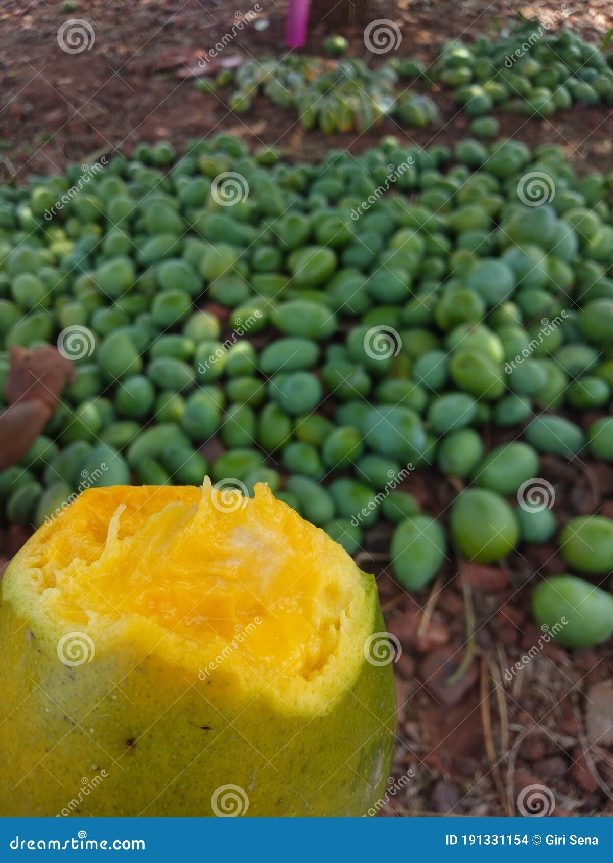 Mango Field,mango Farm Blue Sky Background ,retouching By Adding Sky ...