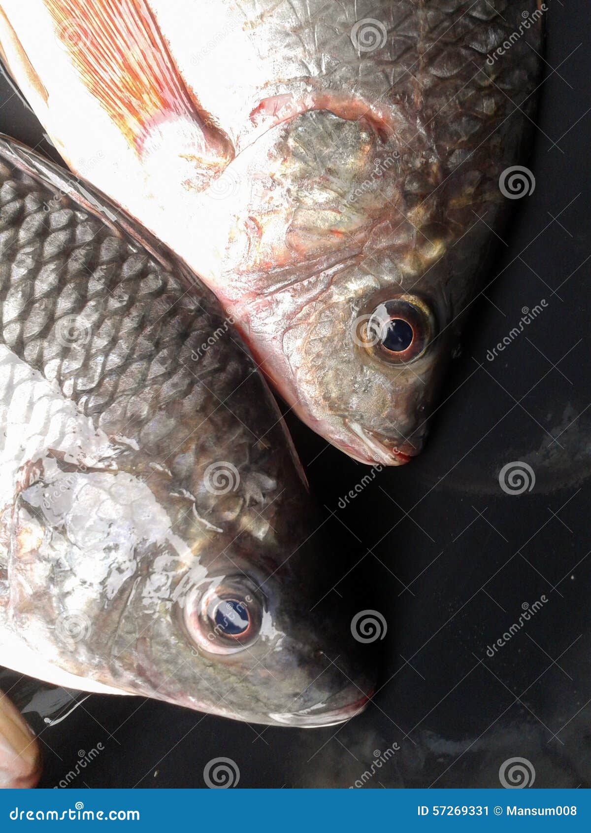 Mango fish stock image. Image of nile, animal, fresh - 57269331