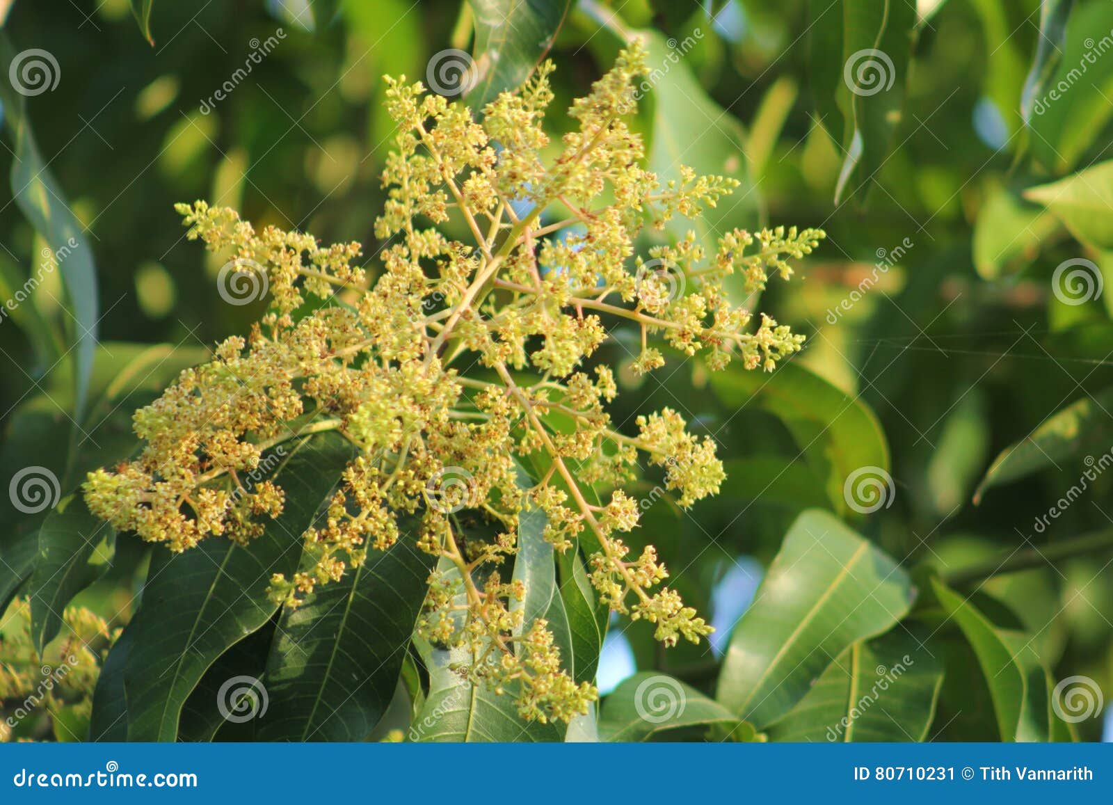 The mango flower stock image. Image of landscape, tree - 80710231