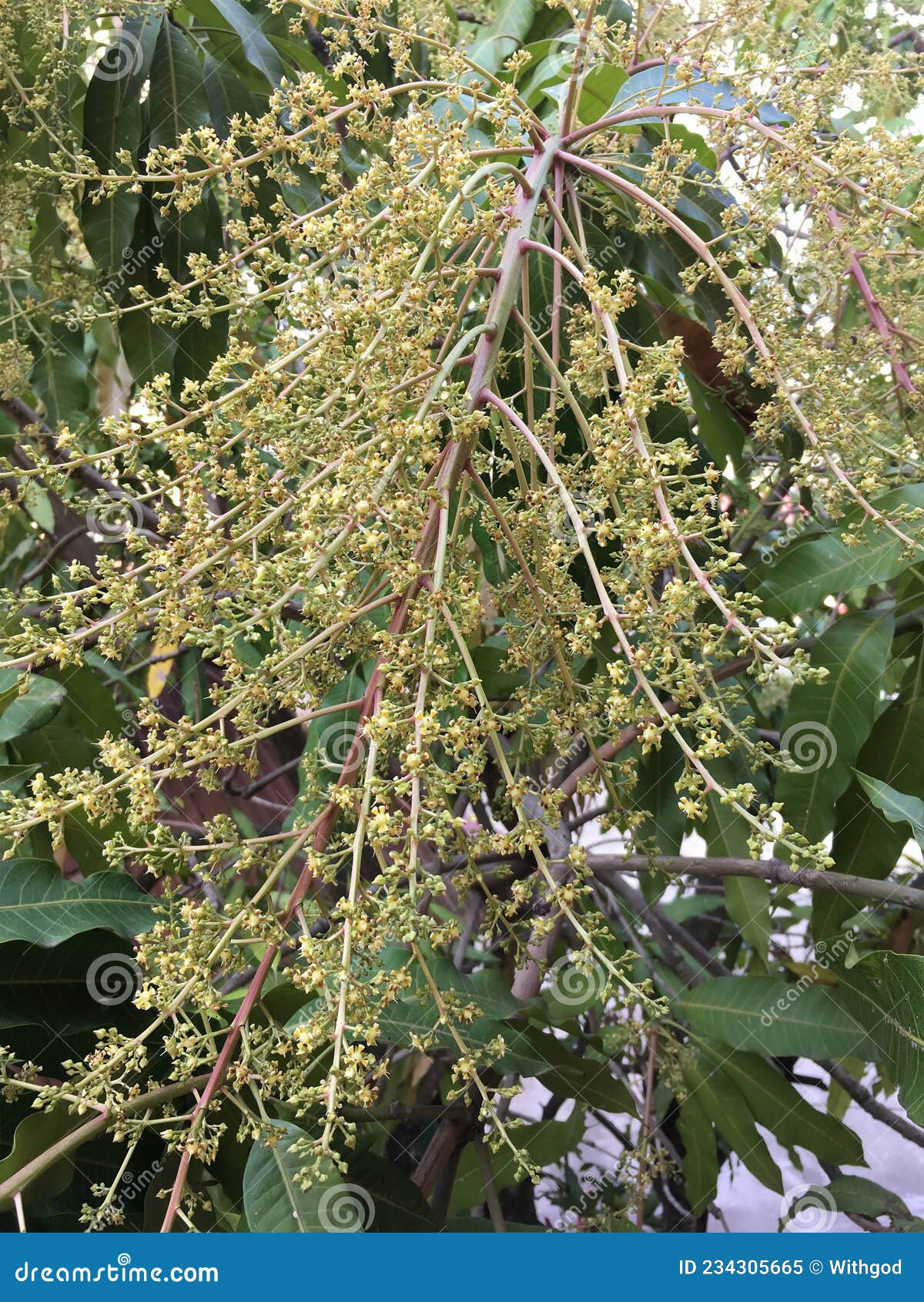 Mango Flower Blossom, Inflorescence And Immature Fruits Of An `Alphonso ...