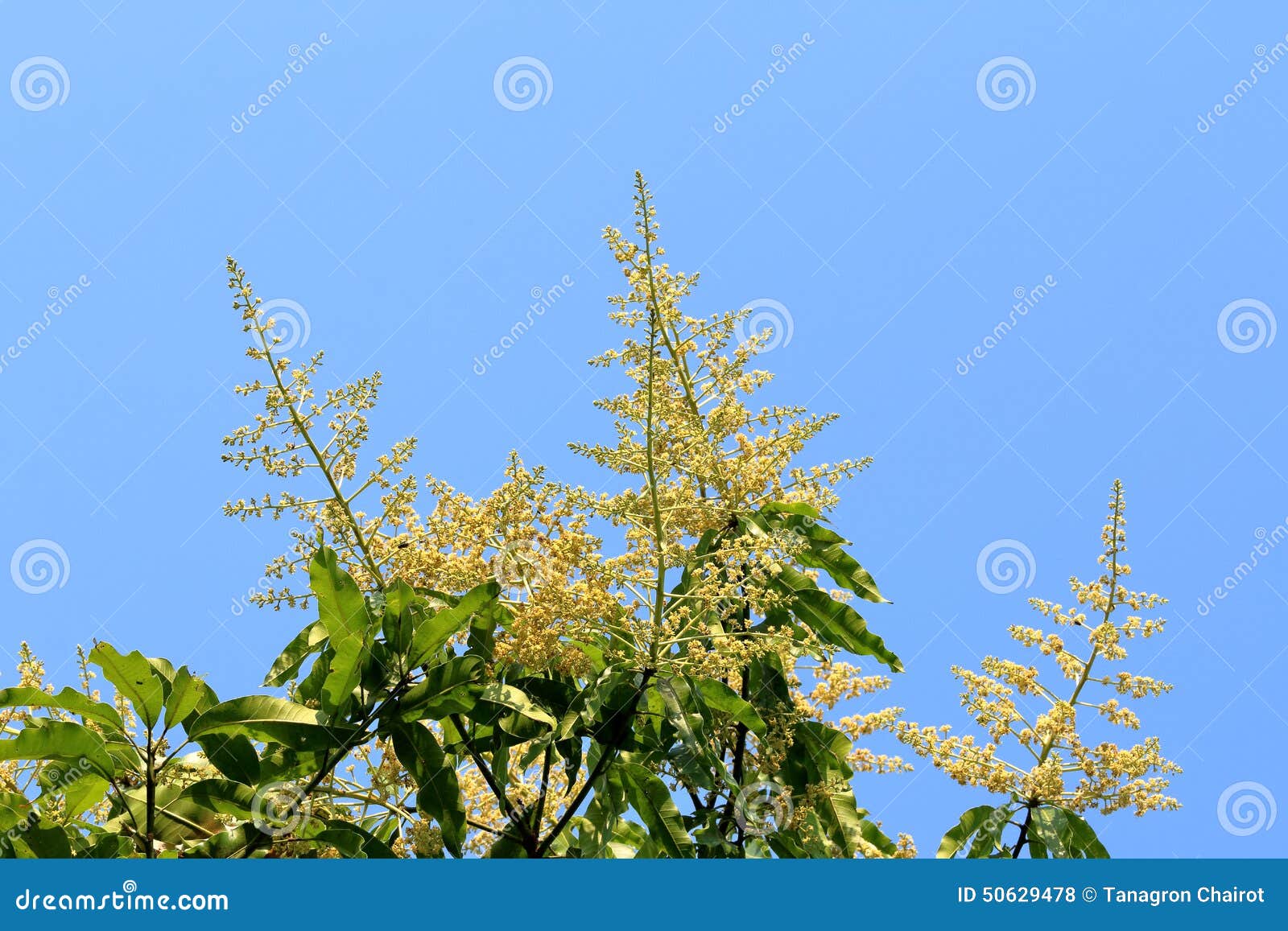 Mango flower with blue sky stock photo. Image of nutrition - 50629478