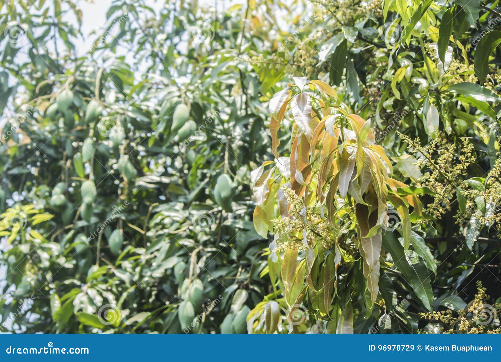 Mango Flower and Blurred Green Mango on the Tree Stock Image - Image of ...