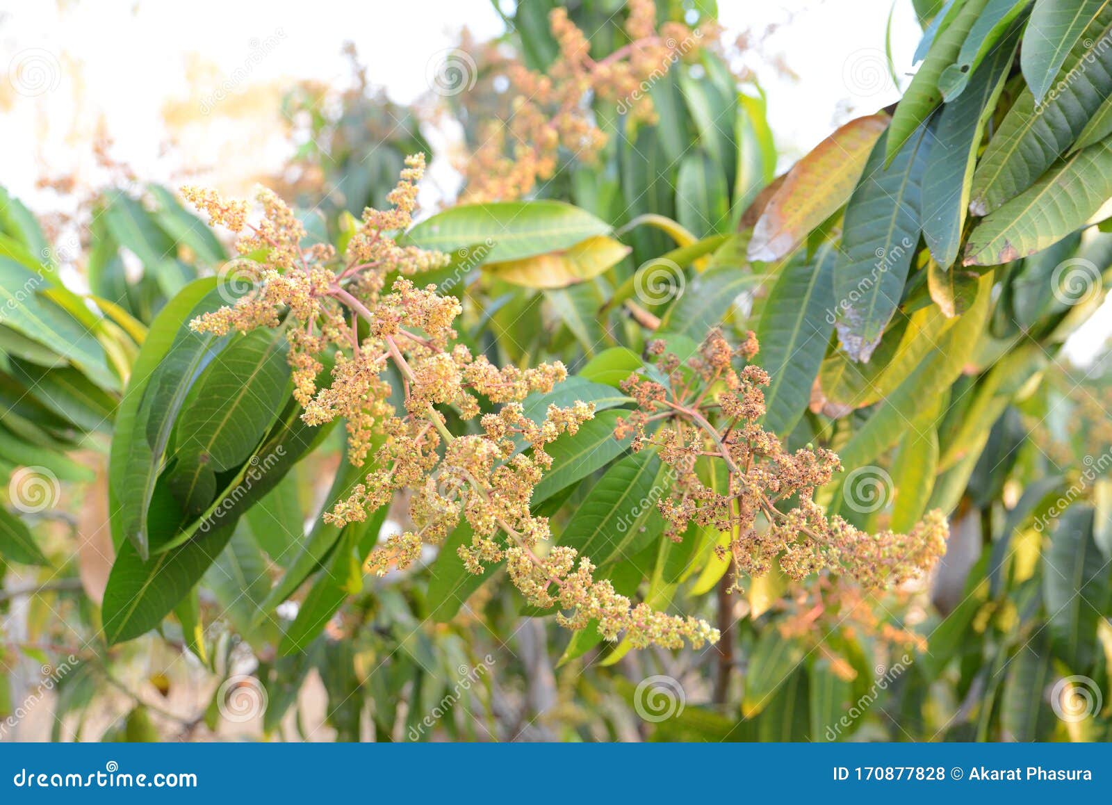 Mango Flower, a Branch of Inflorescence Mango Flower Stock Photo ...