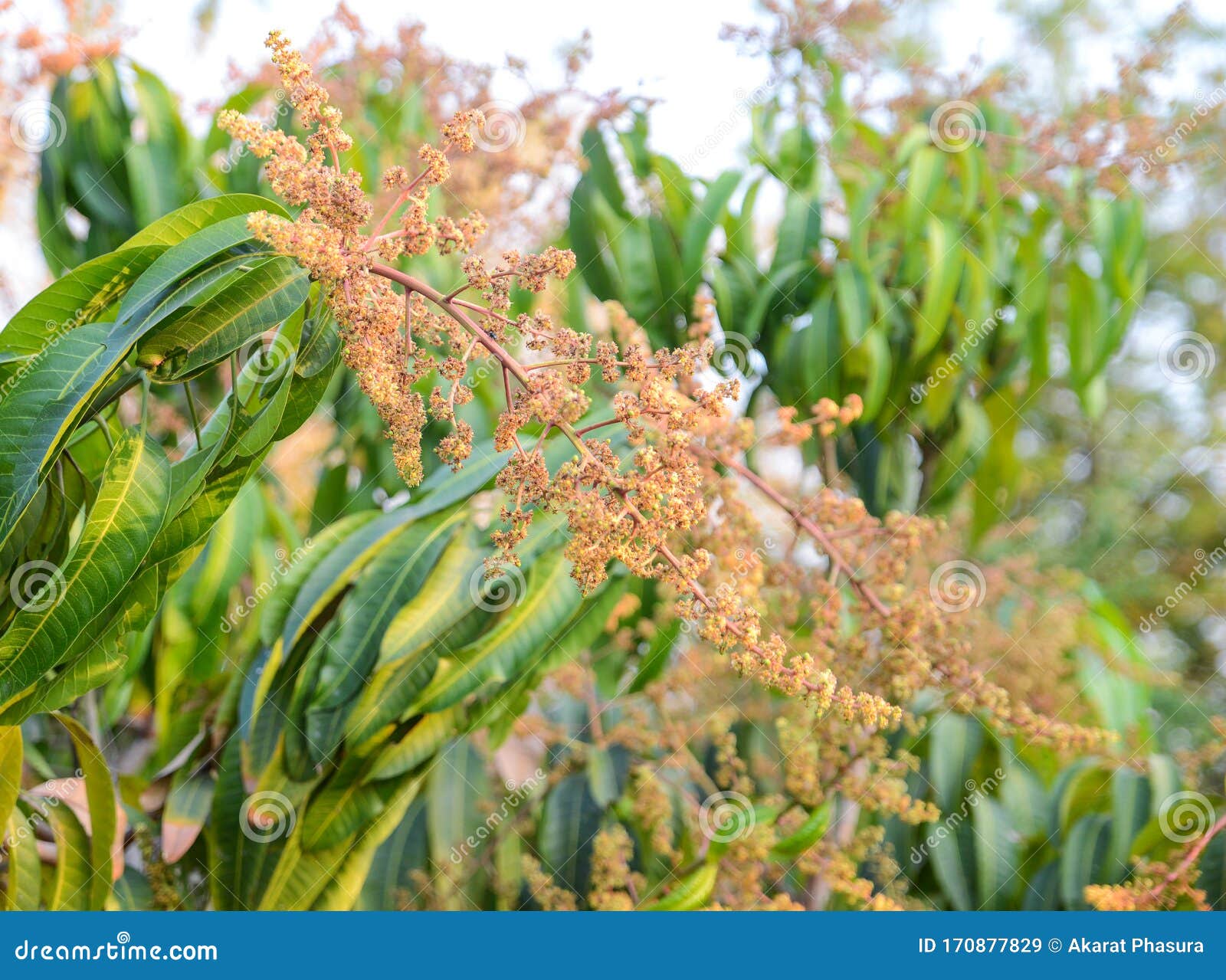 Mango Flower, a Branch of Inflorescence Mango Flower Stock Image ...