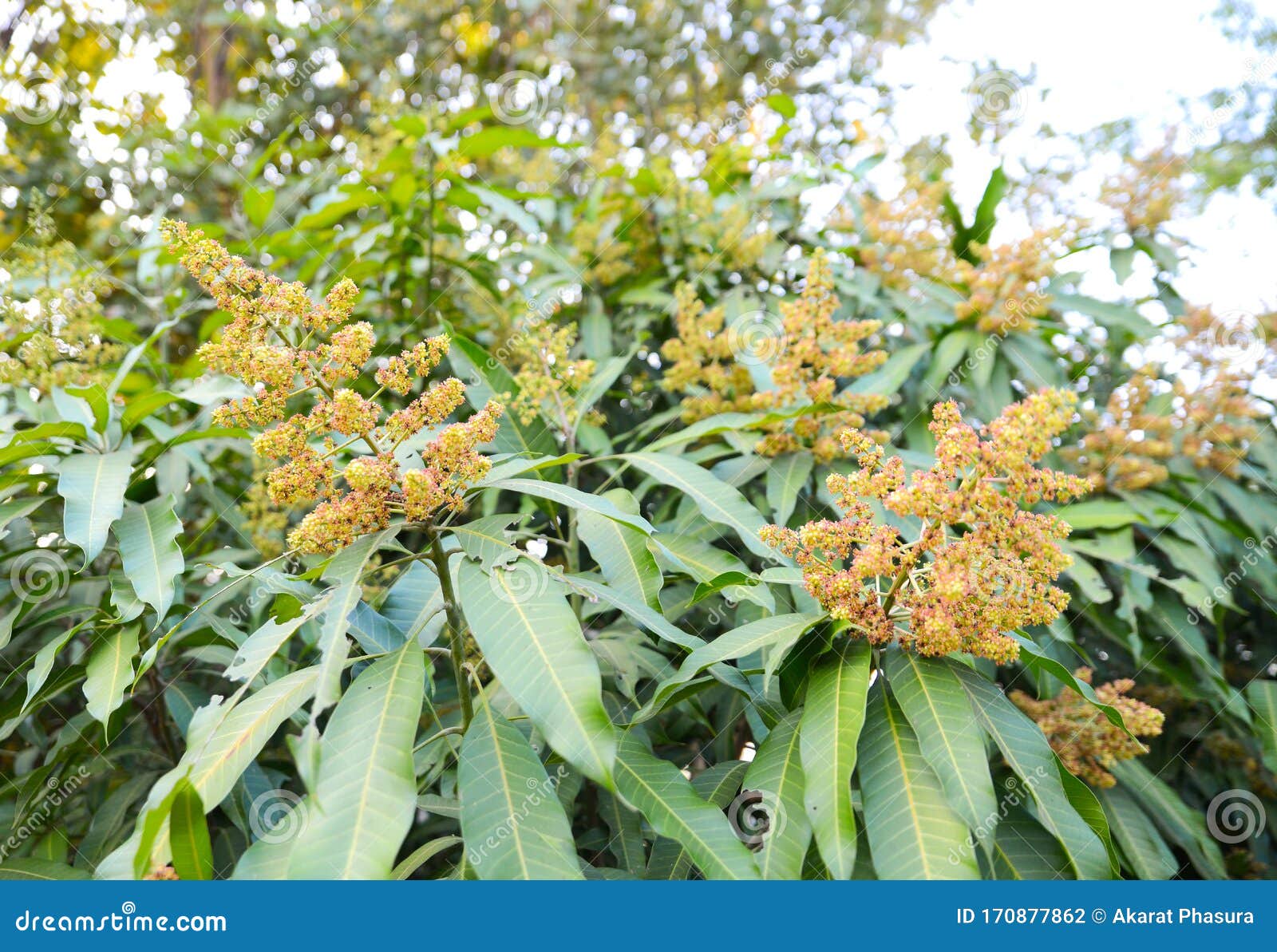 Mango Flower, a Branch of Inflorescence Mango Flower Stock Photo ...
