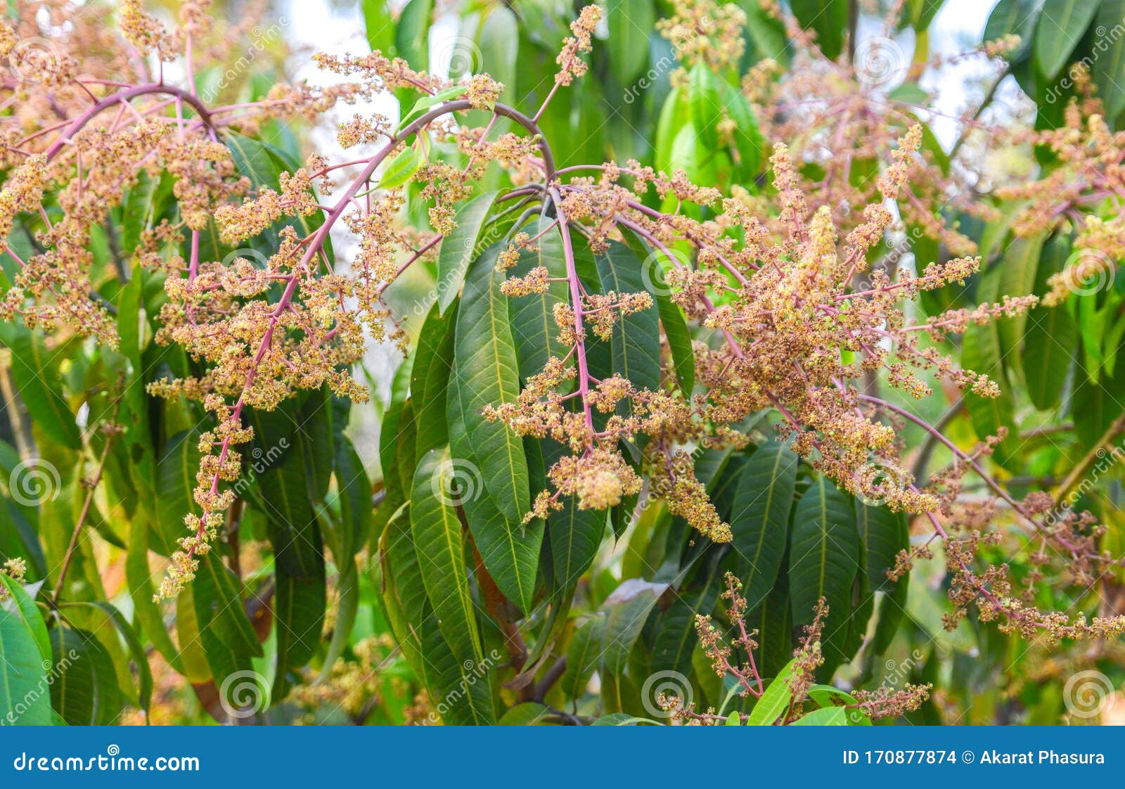 Mango Flower, a Branch of Inflorescence Mango Flower Stock Photo ...
