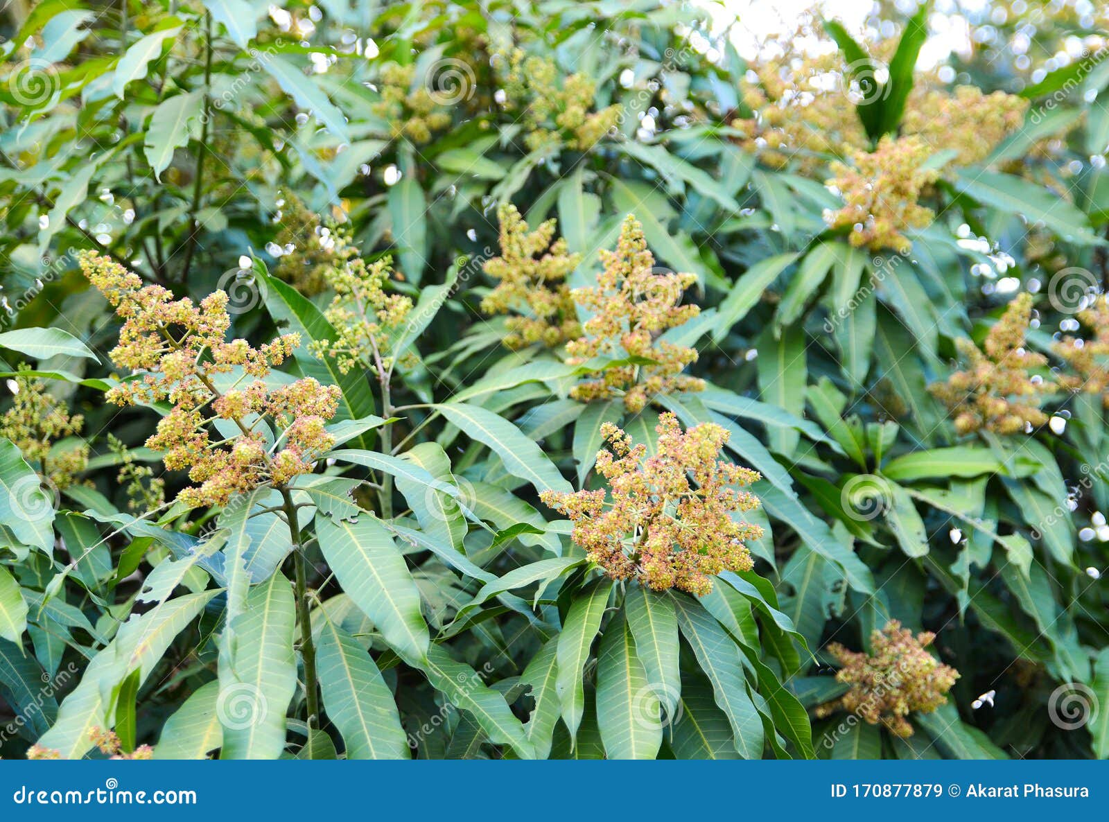 Mango Flower, a Branch of Inflorescence Mango Flower Stock Image ...