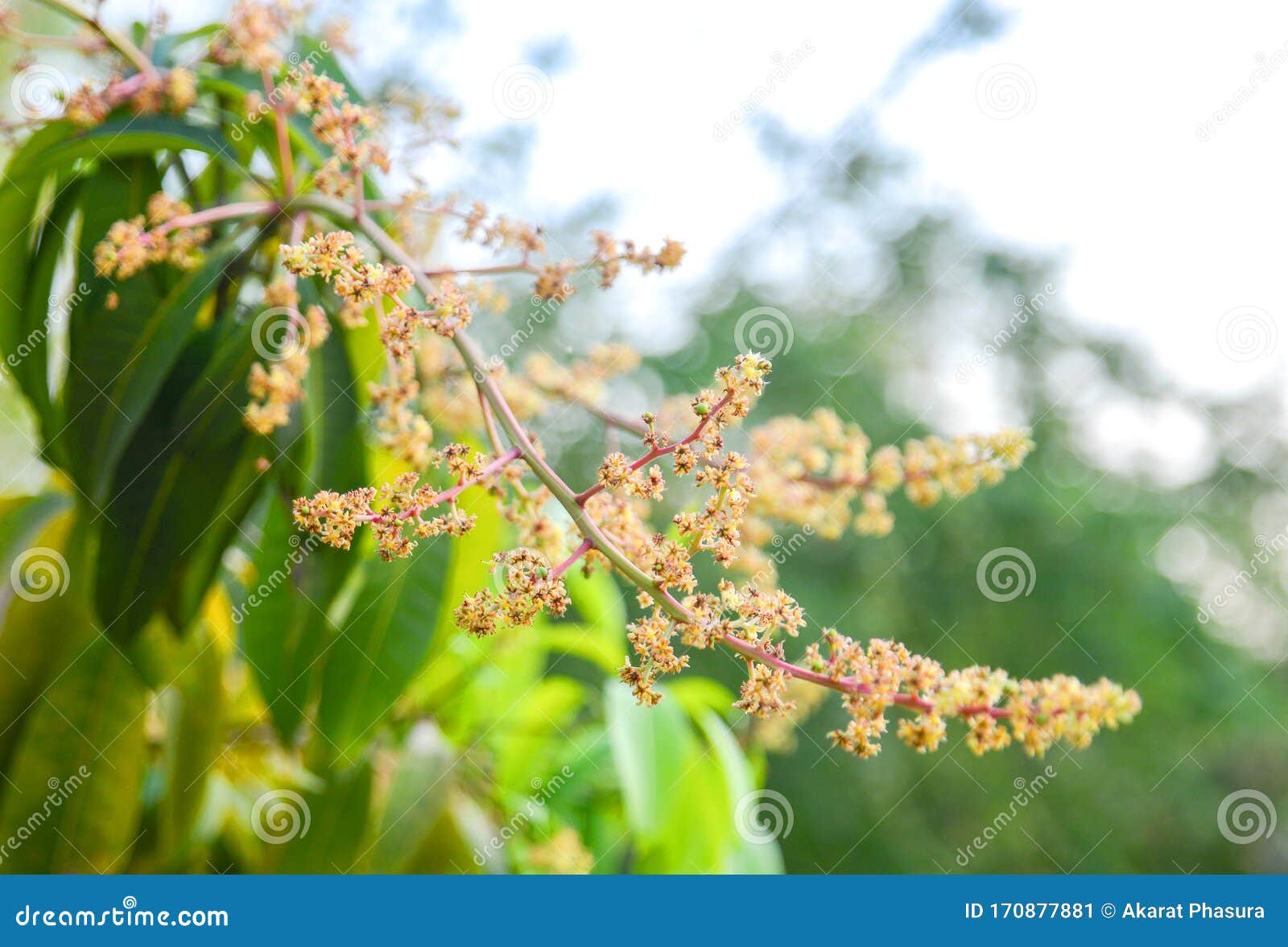 Mango Flower, a Branch of Inflorescence Mango Flower Stock Image ...