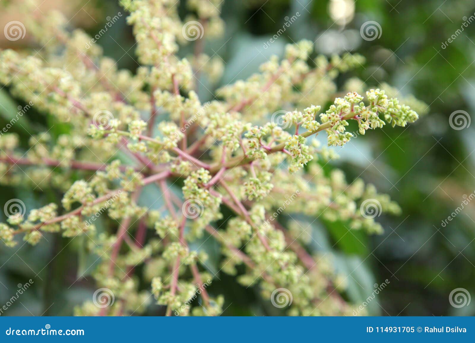 Mango Flower, a Branch of Inflorescence Mango Flower. Stock Image ...