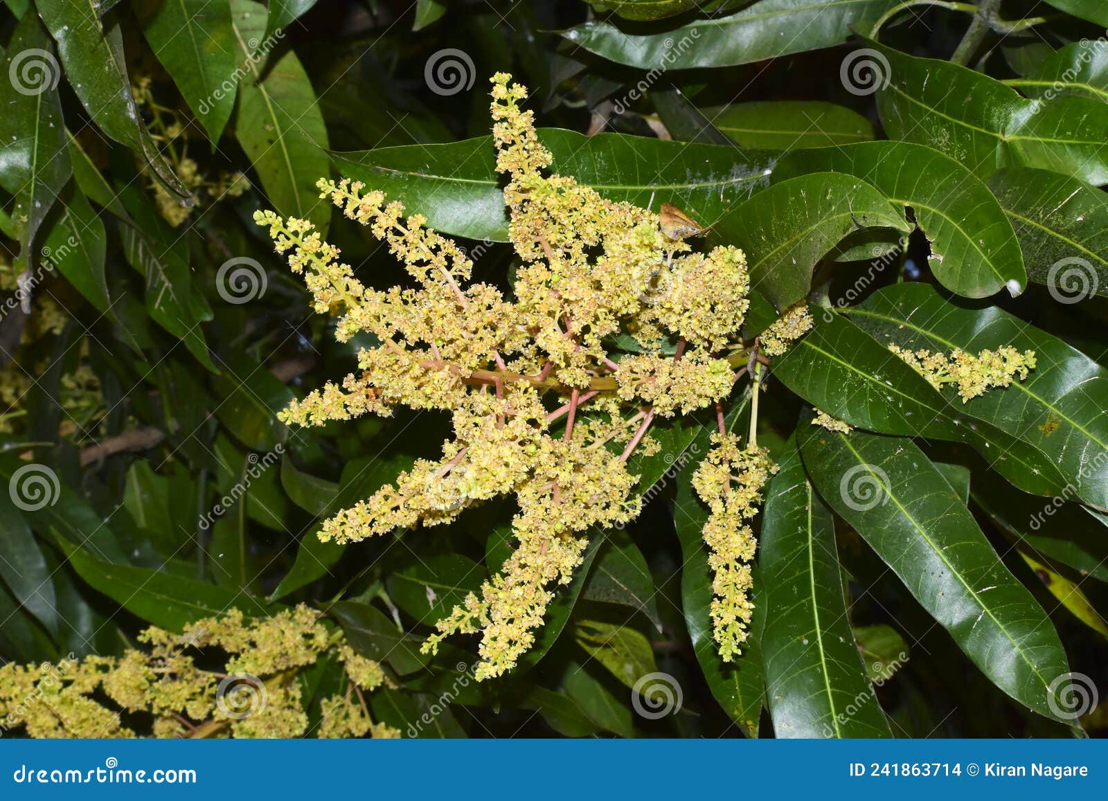 Mango Flower Buds on Its Tree Stock Photo - Image of green, bright ...