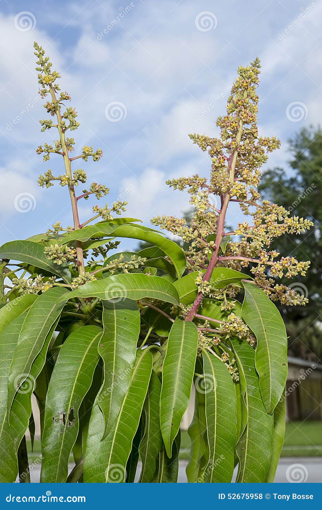 Mango Flower stock photo. Image of garden, mango, bloom - 52675958