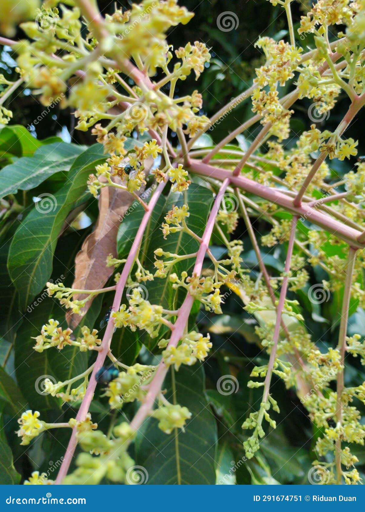 Mango flower stock image. Image of tree, deciduous, wildflower - 291674751