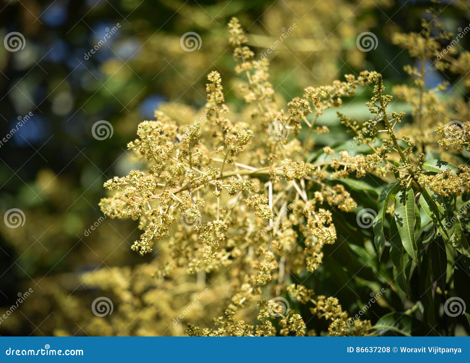 Mango flower stock photo. Image of bouquet, asian, environment - 86637208