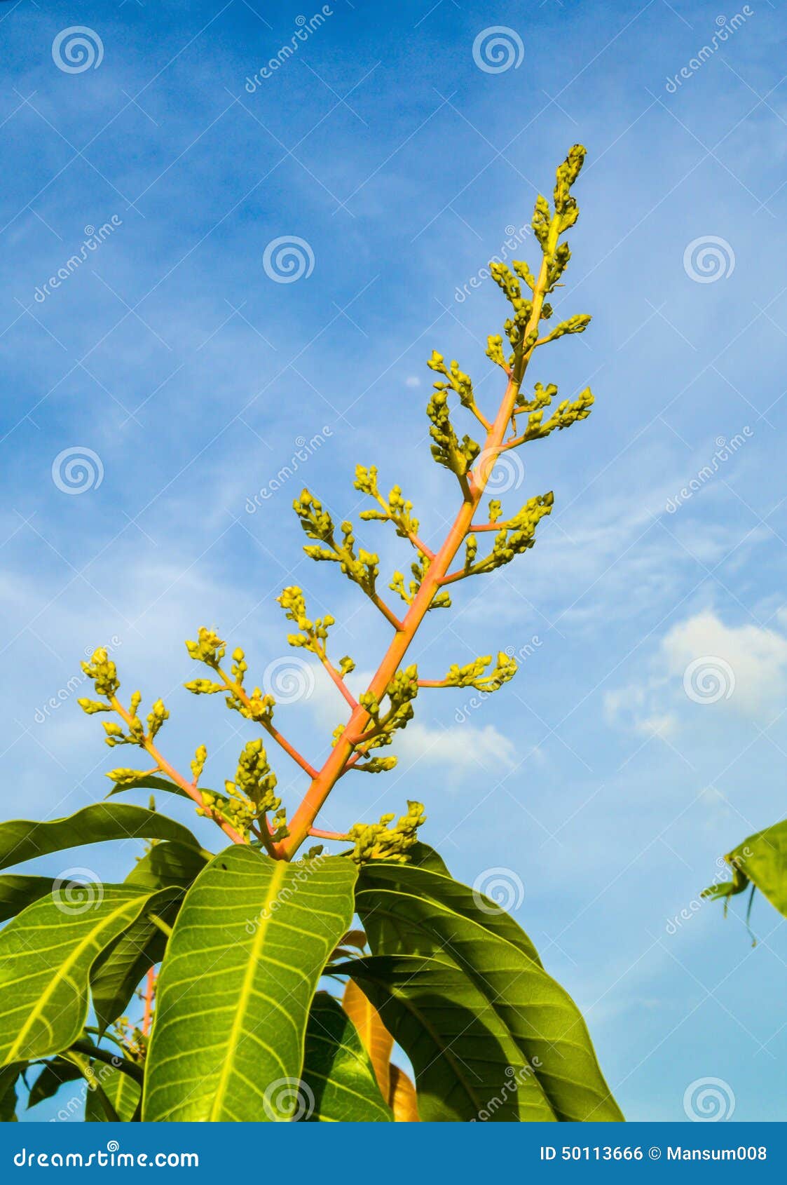 Mango flower stock photo. Image of agriculture, plants - 50113666