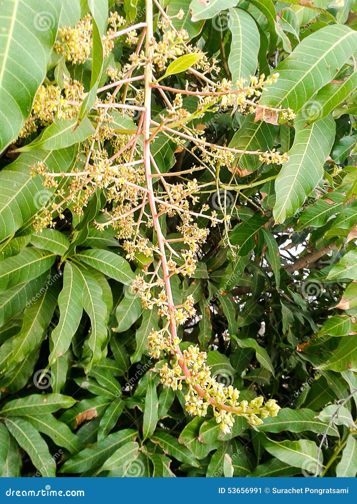 Mango flower stock image. Image of foliage, leaves, floral - 53656991