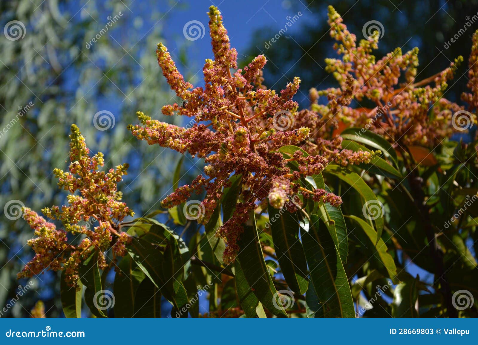 Mango Flower and leaves stock image. Image of nature - 28669803