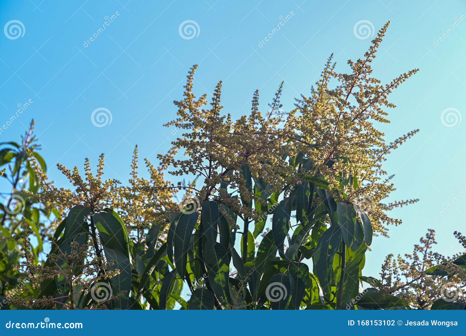 Mango Flower on Mango Tree, a Branch of Inflorescence Mango Flower ...