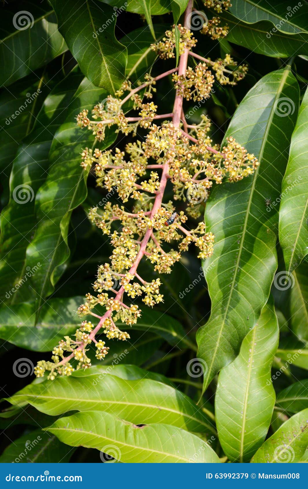 Mango flower stock image. Image of mango, plants, tree - 63992379