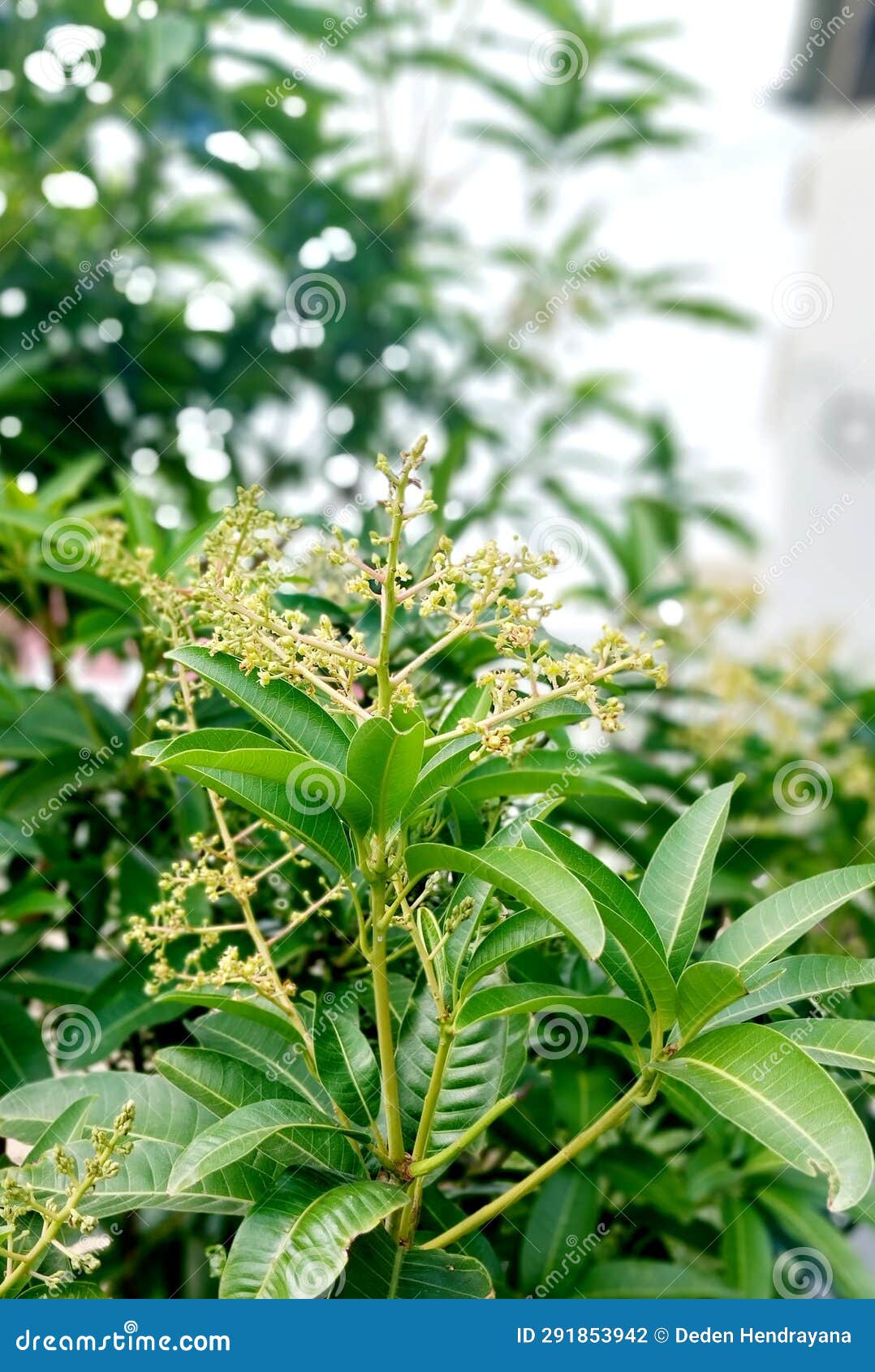 Mango flower stock photo. Image of garden, wildflower - 291853942