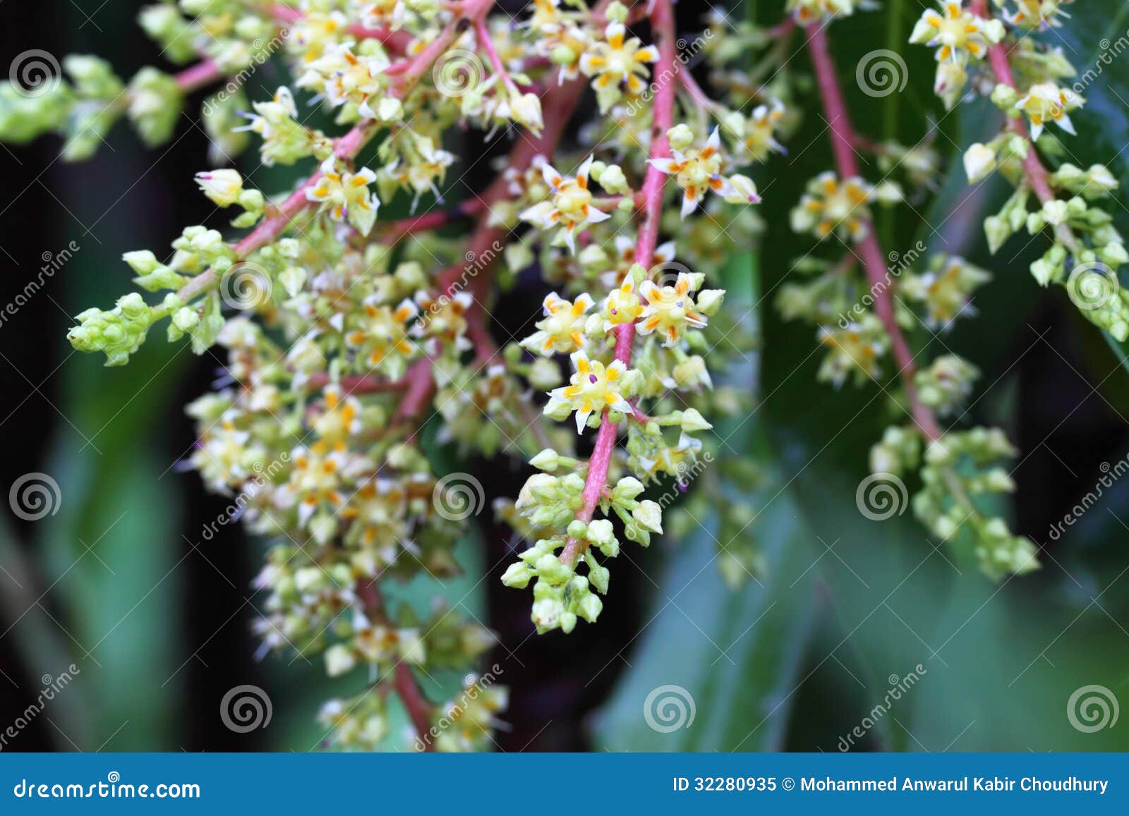 Mango flower stock image. Image of color, flower, tree - 32280935