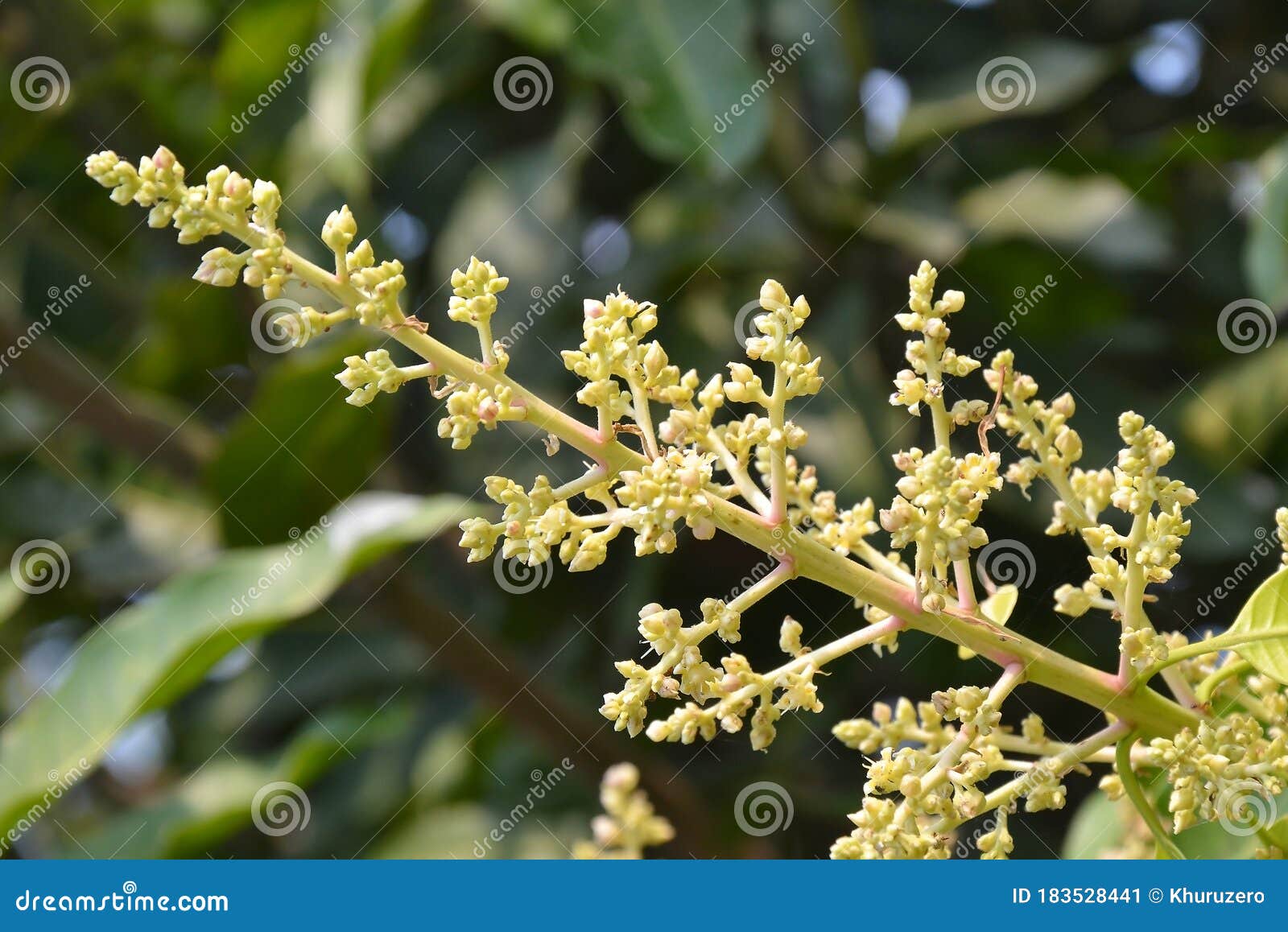 Mango flower on tree stock image. Image of nutrition - 183528441