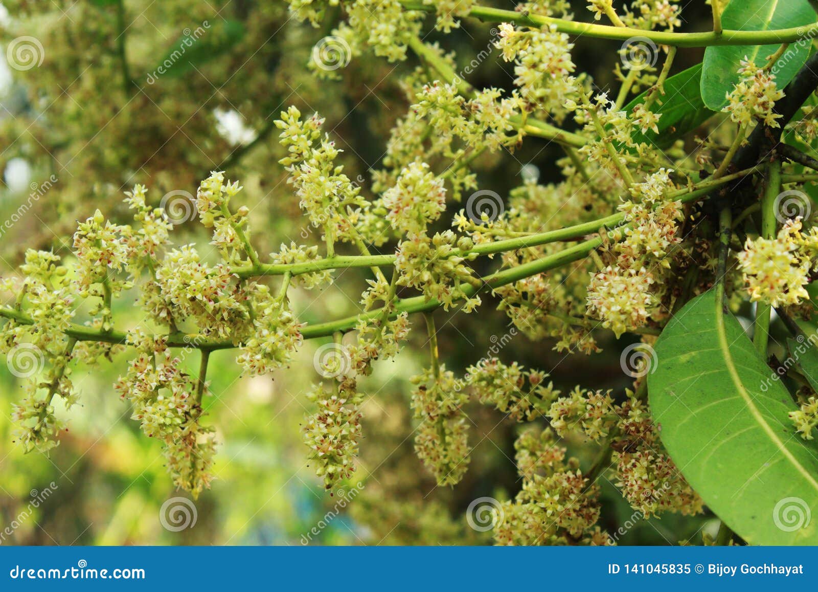 Mango flower in the tree stock image. Image of colorful - 141045835