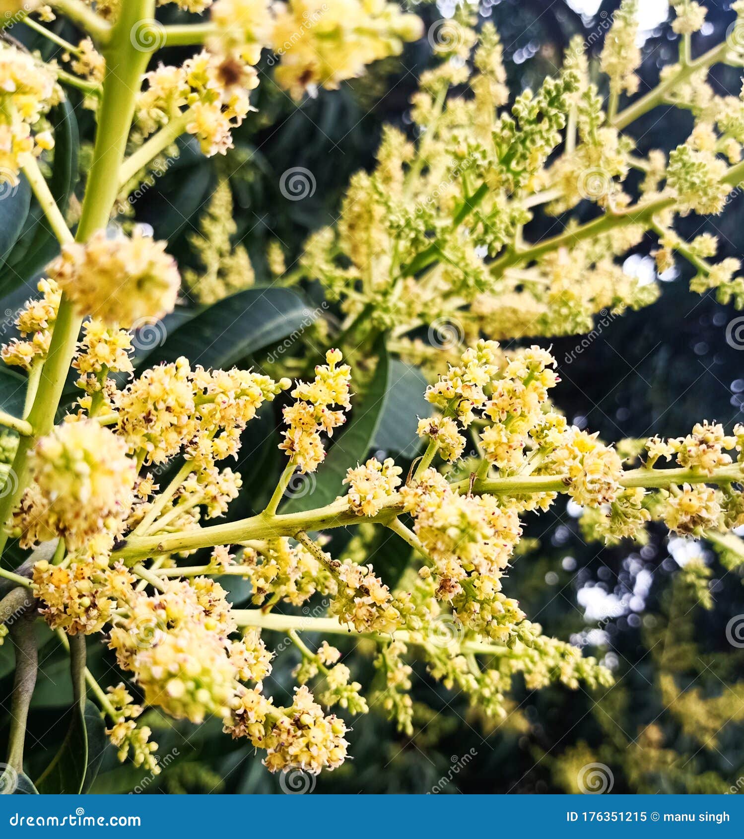 A mango flowering stock image. Image of mango, white - 176351215