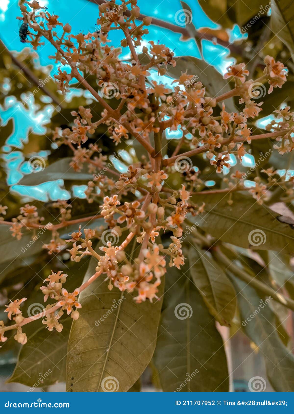 Mango flowers stock photo. Image of flowers, village - 211707952