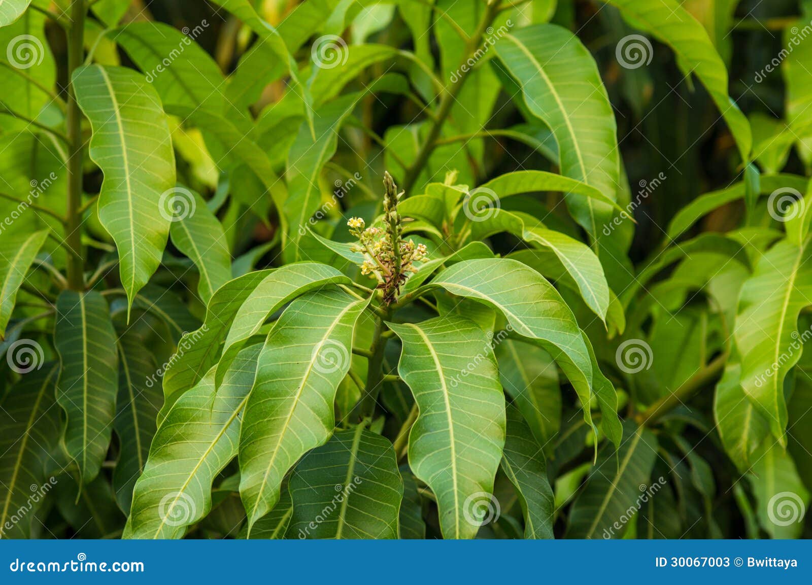 Mango flowers stock image. Image of flowers, mango, bloom - 30067003