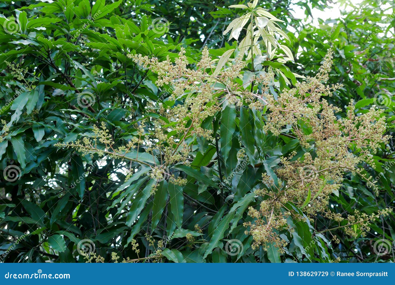Mango Flowers Bouquet on the Green Branch with Tree Stock Image - Image ...