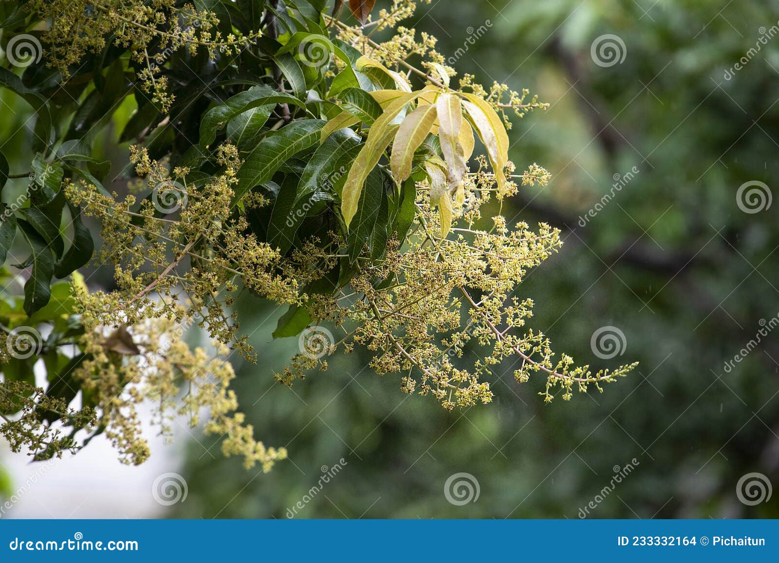 Subsessile Stock Photos - Free & Royalty-Free Stock Photos from Dreamstime