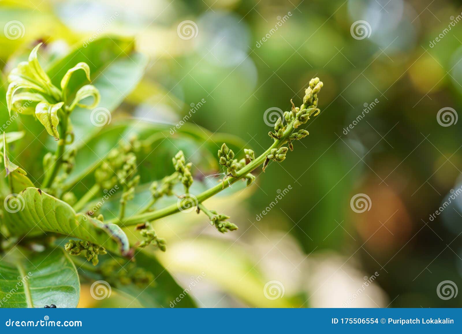 Mango flowers stock photo. Image of baby, farm, agriculture - 175506554