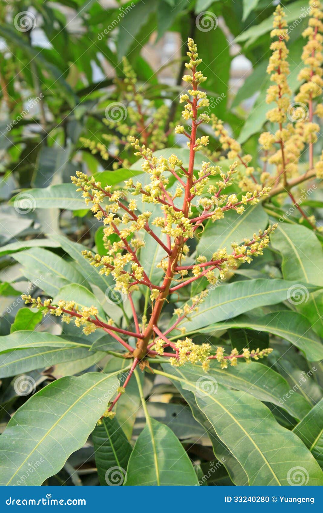 Mango Flowers,mango Tree And Blue Sky Beautiful View, Mango Farm And ...