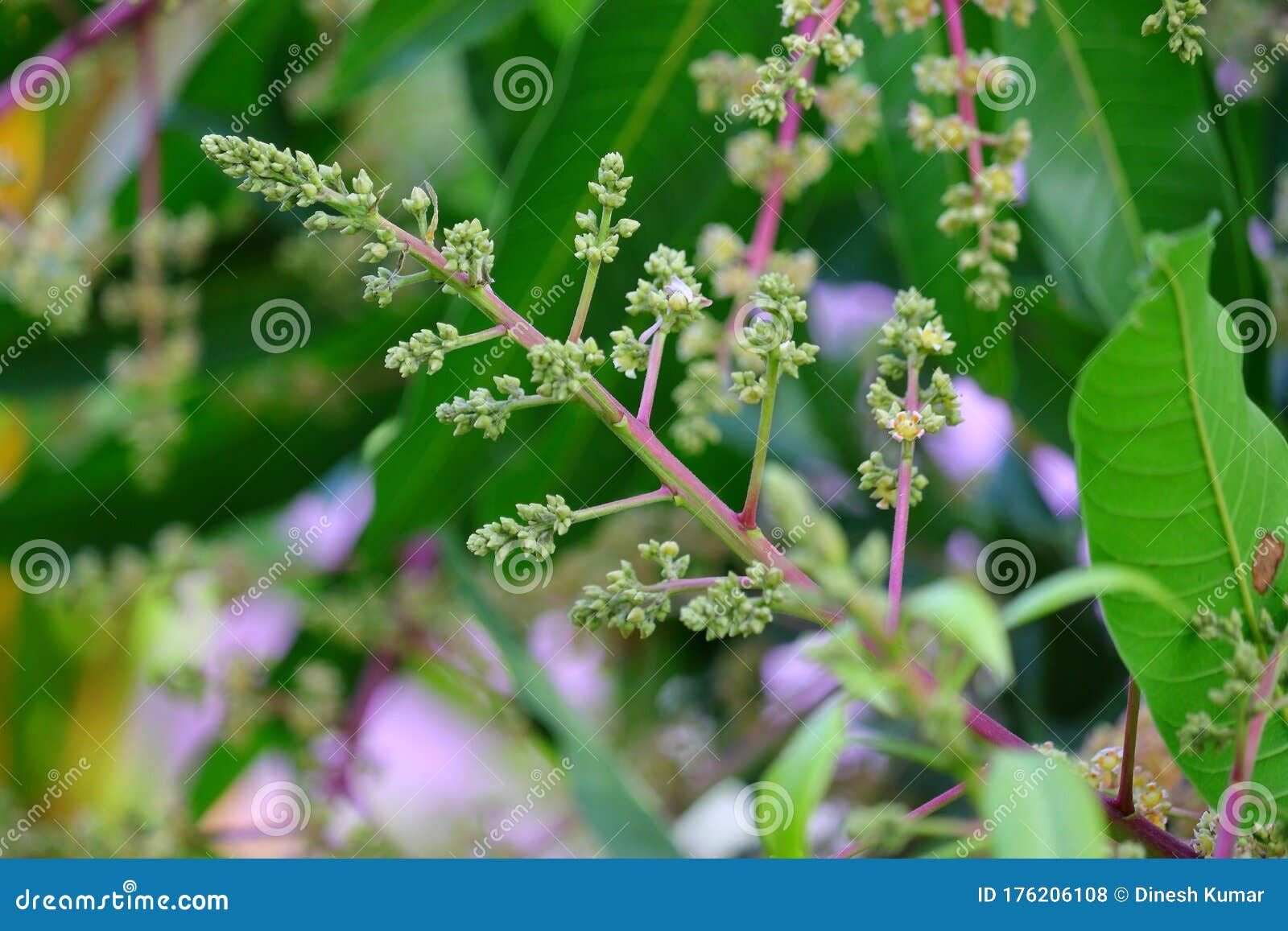 Mango Flowers Full Blooming in Garden Stock Photo - Image of gardening ...