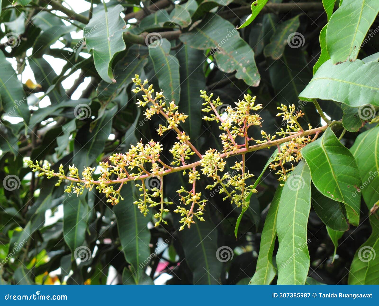 Mango Flowers , Growth of Mango Tree Stock Image - Image of outdoor ...