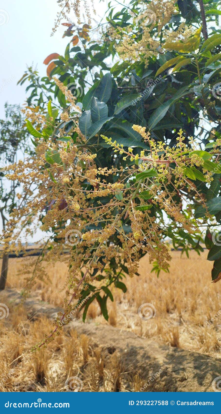 Mango Flowers,mango Tree And Blue Sky Beautiful View, Mango Farm And ...